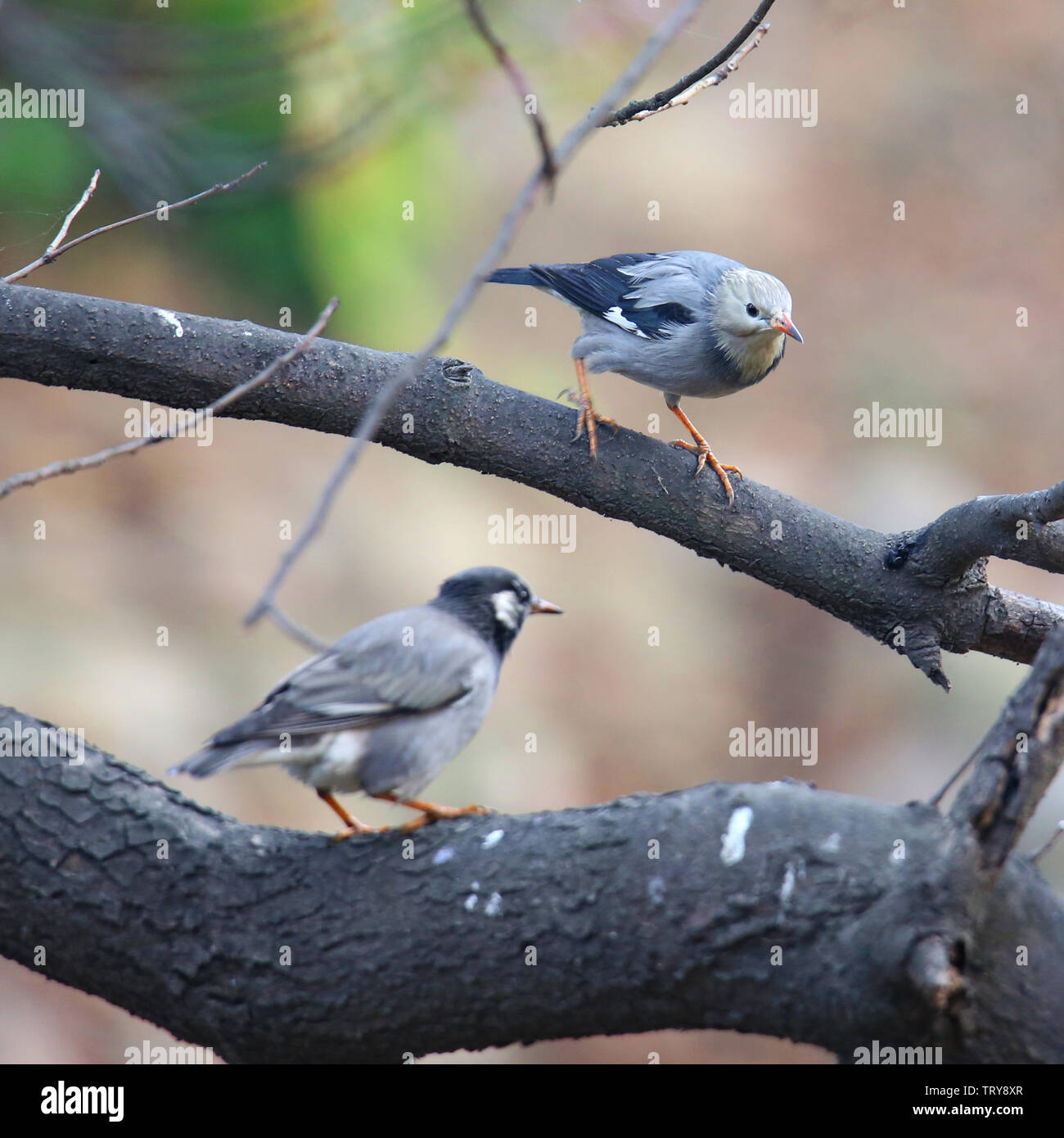 A group of birds Stock Photo - Alamy