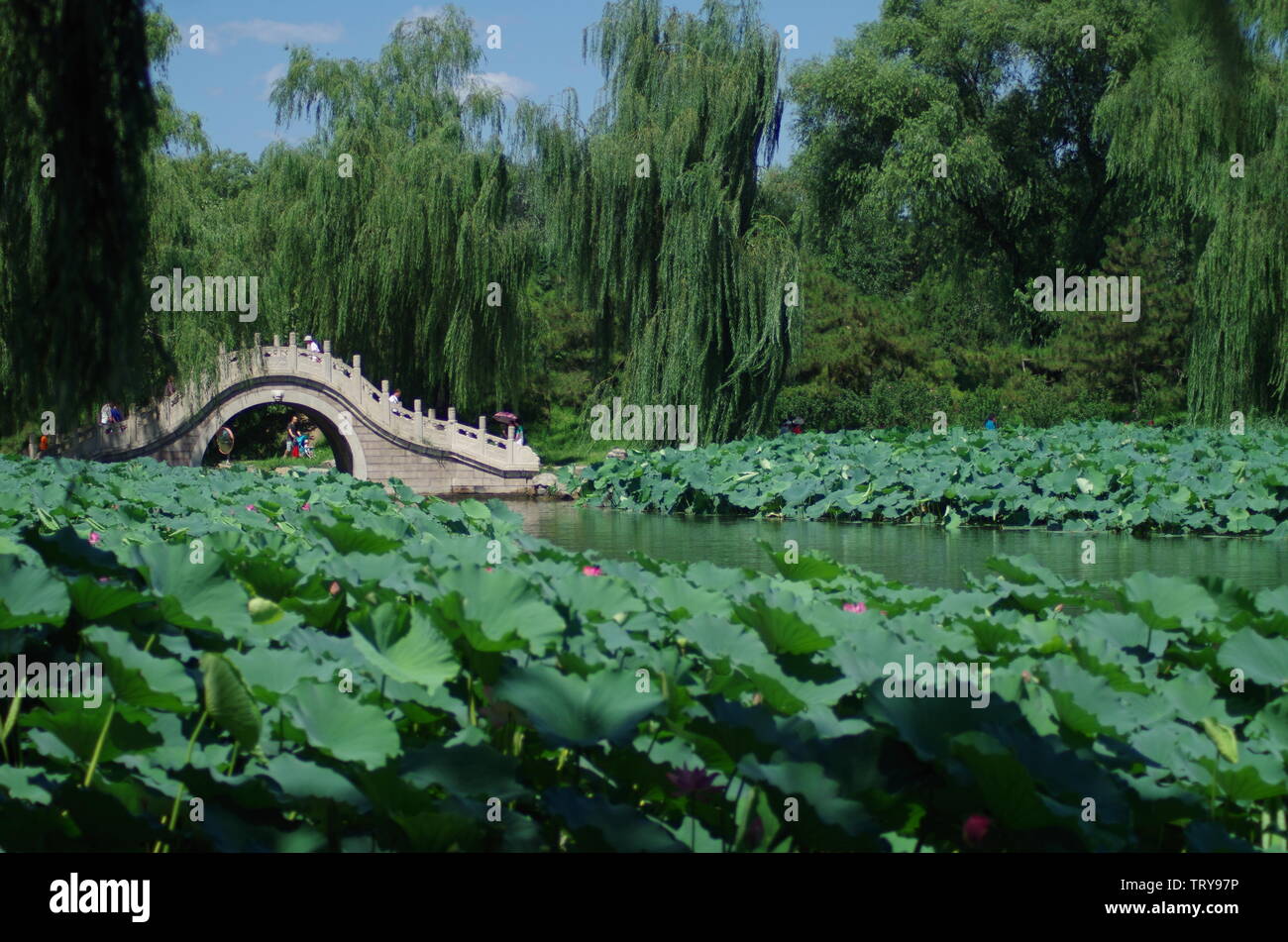 Lotus, Xia Ho, Lotus, Photography Stock Photo - Alamy