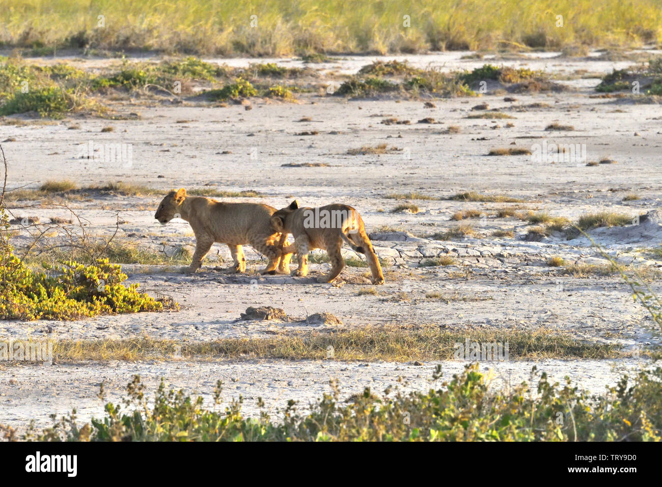 The Lions, the Simba family Stock Photo - Alamy