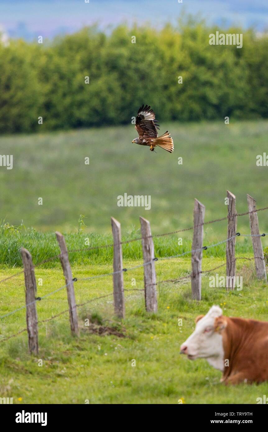 Red pole cow hi-res stock photography and images - Alamy