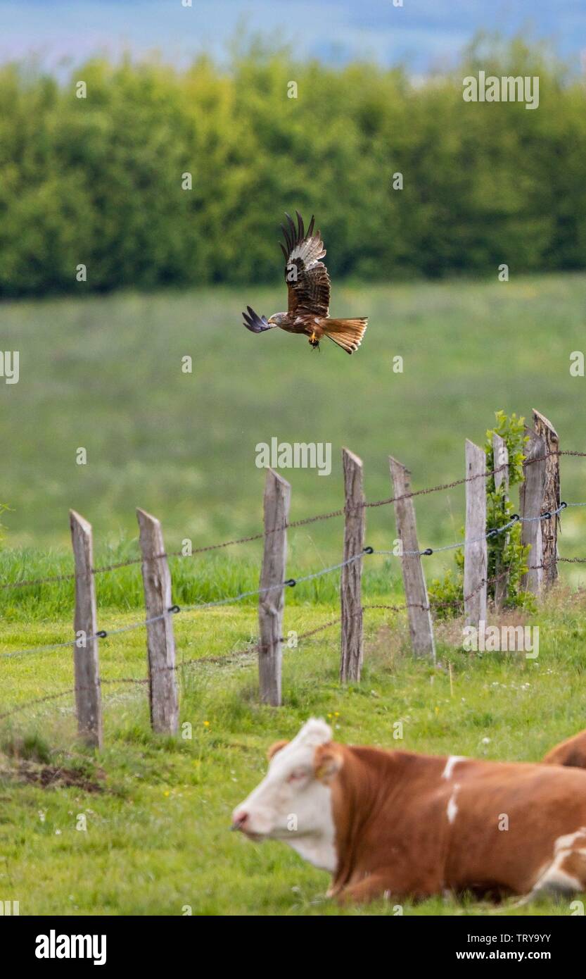 Red pole cow hi-res stock photography and images - Alamy