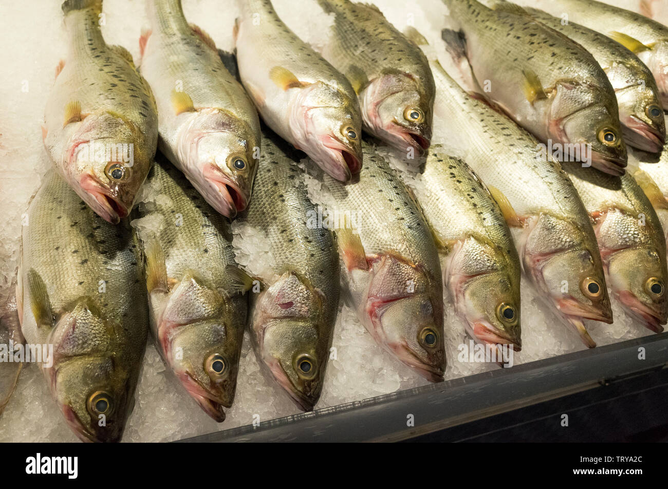 Japanese real bass hi-res stock photography and images - Alamy