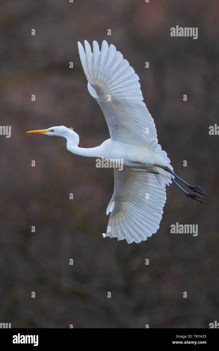 Great Egret (Ardea alba) flying, Baden-Wuerttemberg, Germany | usage ...