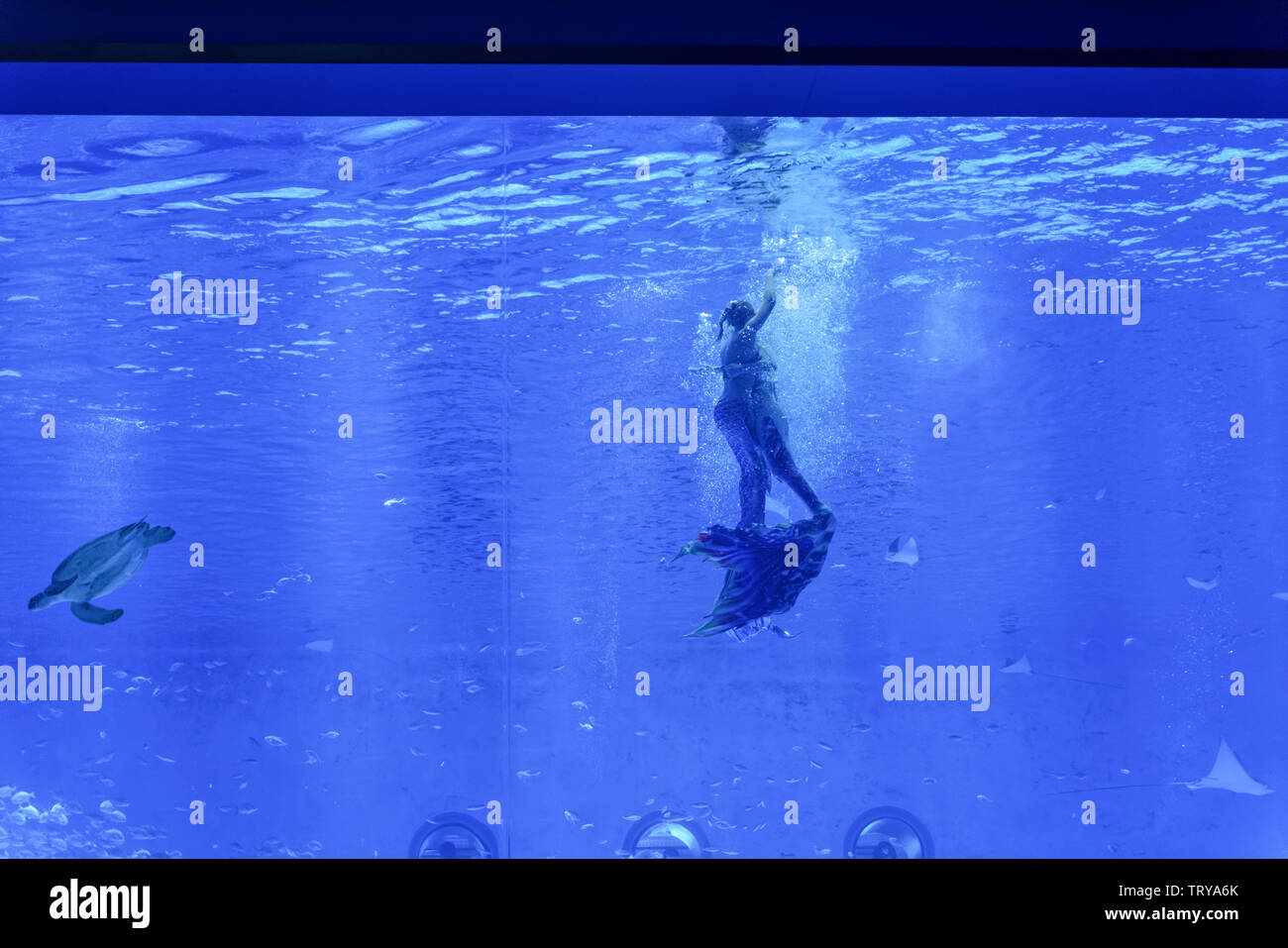 Mermaid performance at Haichang Ocean Park, Shanghai Stock Photo - Alamy