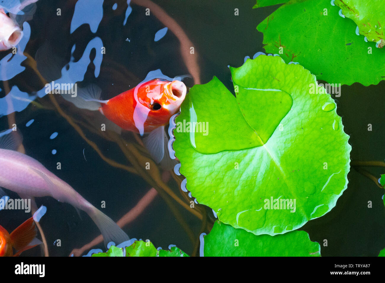 koi fish in the artificil pond in south east asia Stock Photo - Alamy