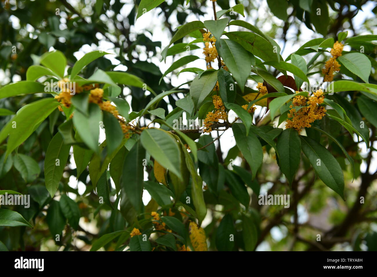 Osmanthus bloom hi-res stock photography and images - Alamy
