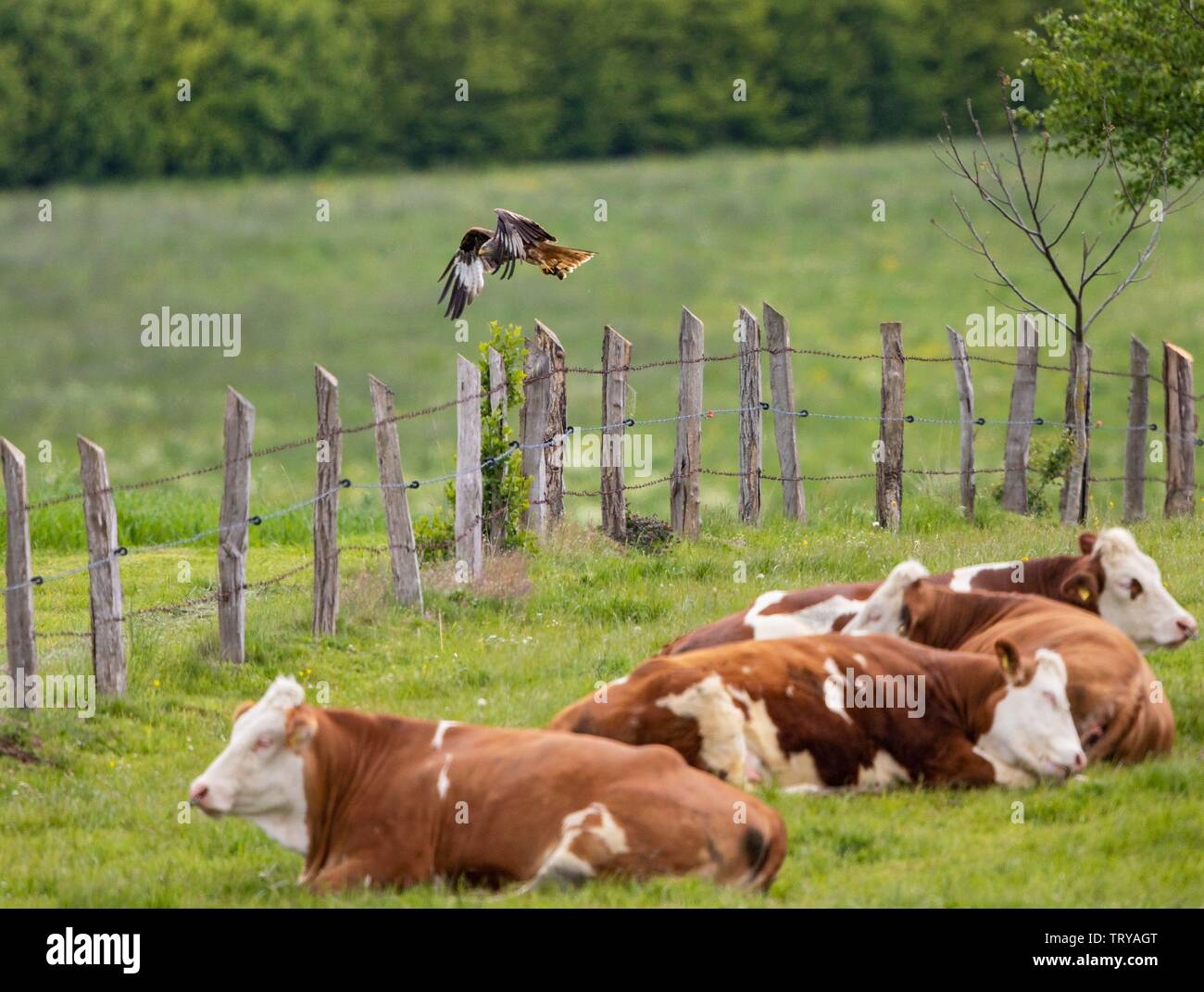 Red Kite (Milvus milvus) adult sitting on fence pole with cattle on ...