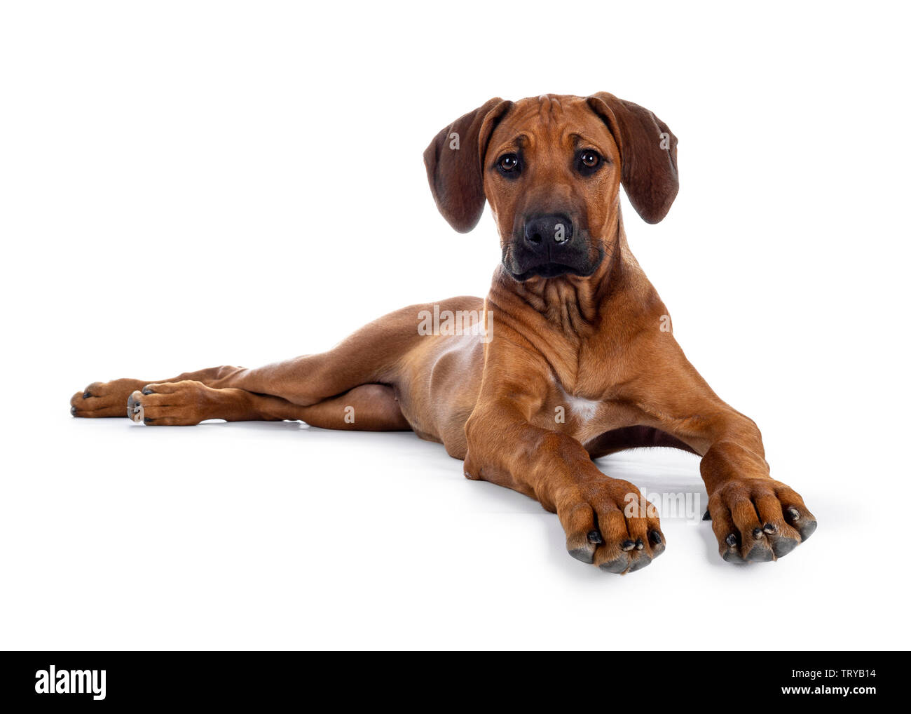 Cute wheaten Rhodesian Ridgeback puppy dog with dark muzzle, laying ...