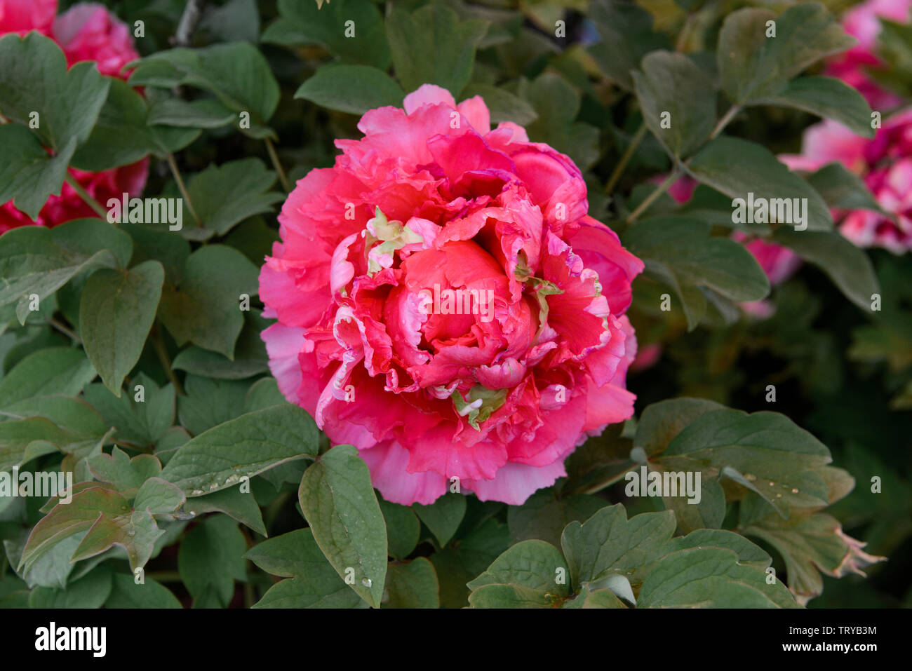 Peony, luoyang, luoyang peony Stock Photo - Alamy