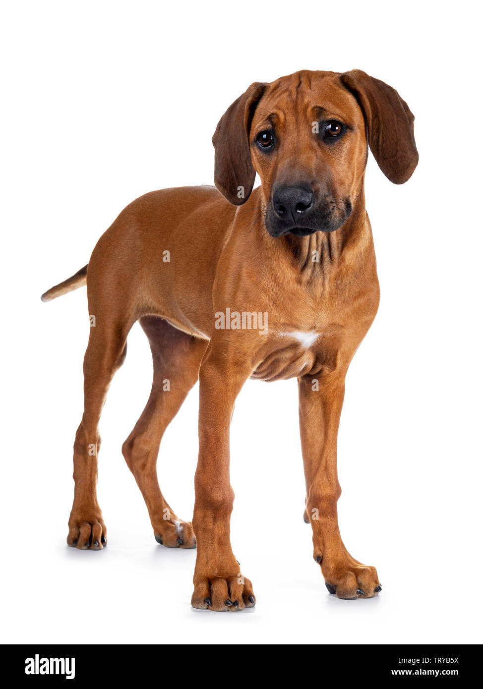 Cute wheaten Rhodesian Ridgeback puppy dog with dark muzzle, standing ...