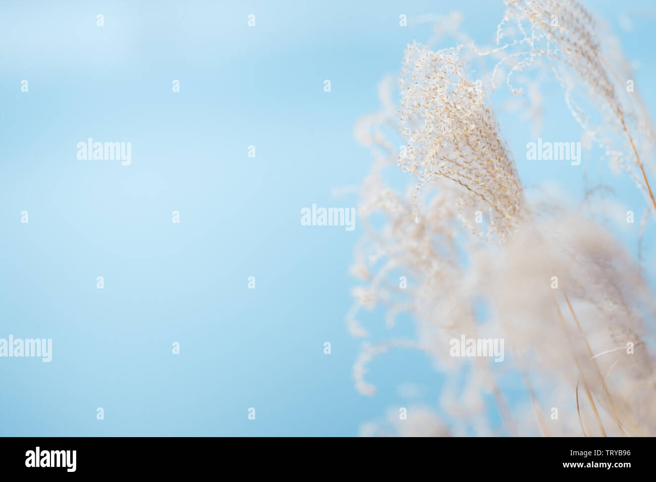 Little fresh flowers Stock Photo - Alamy
