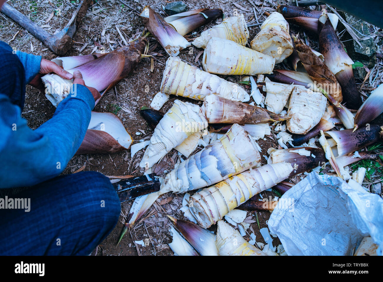 Waste shoot hi-res stock photography and images - Alamy