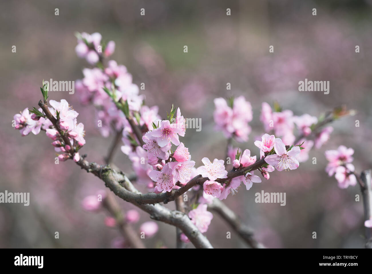 Peach blossoms bloom in Longquanyi, Chengdu Stock Photo - Alamy