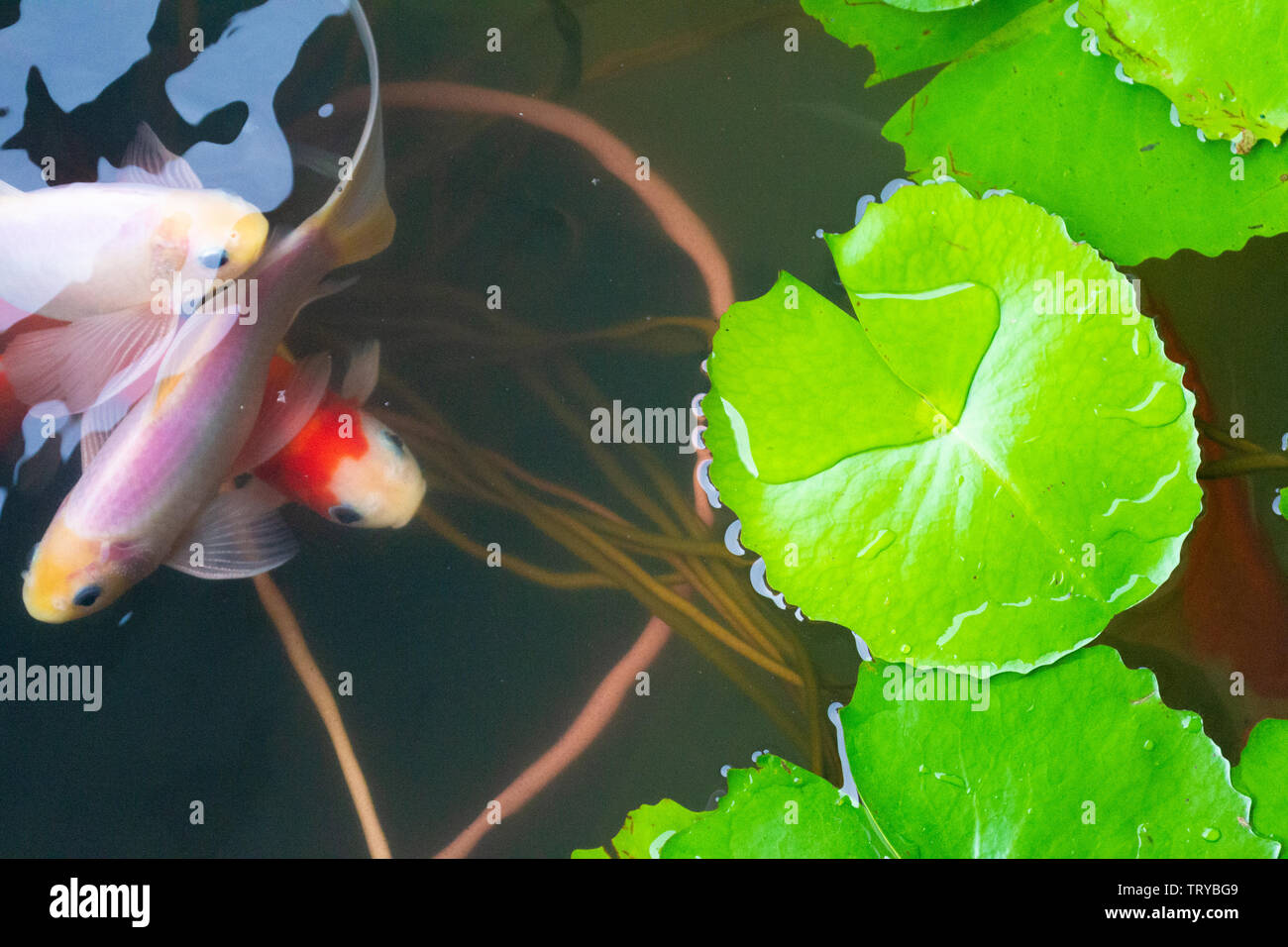 Artificil hi-res stock photography and images - Alamy