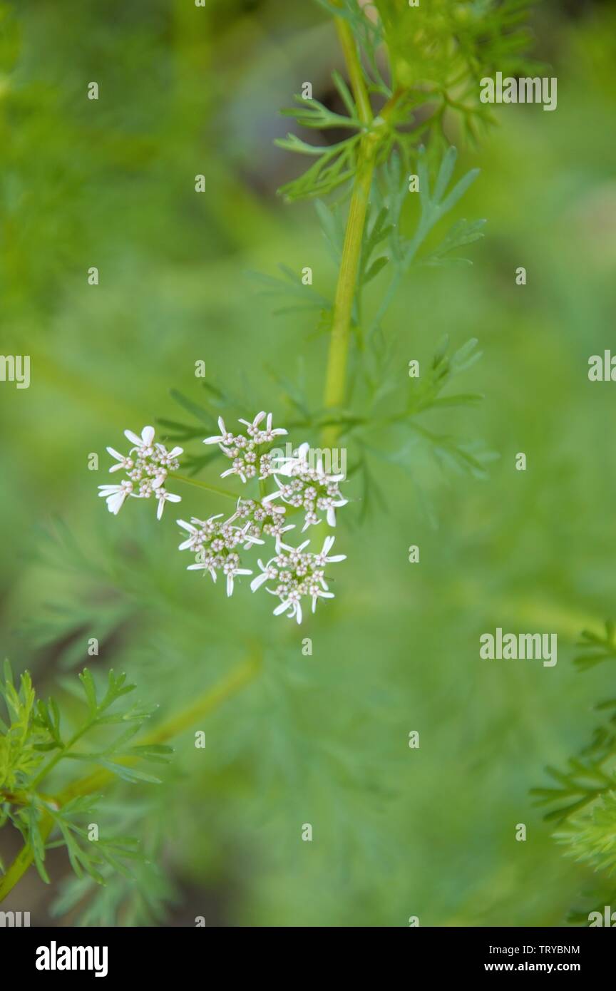 cilantro plant blooming in spring in an allotment in Nijmegen the ...