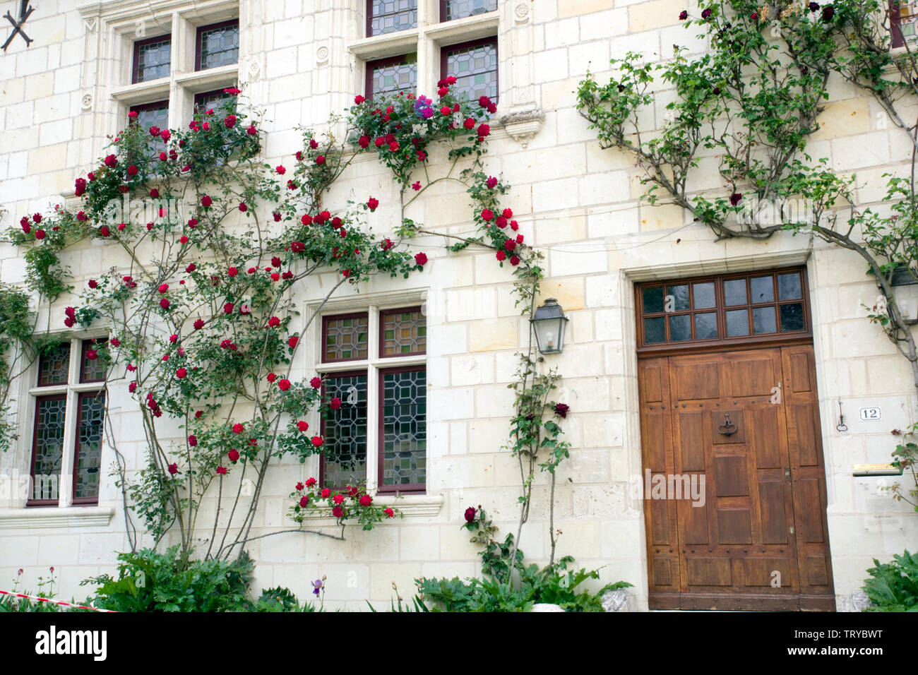 Climbing red rose hi-res stock photography and images - Alamy