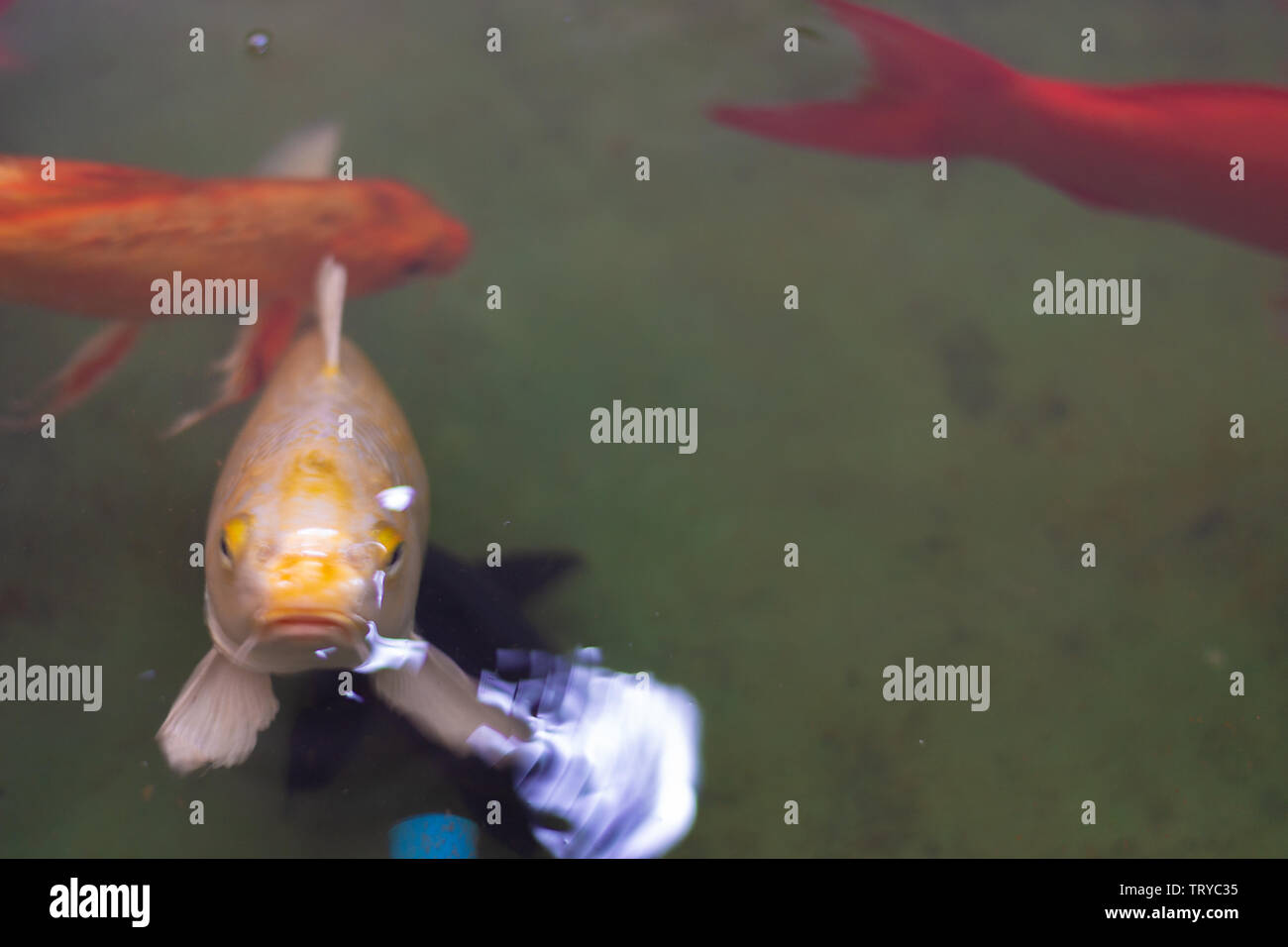 Koi fish pond lake water japan hi-res stock photography and images - Alamy