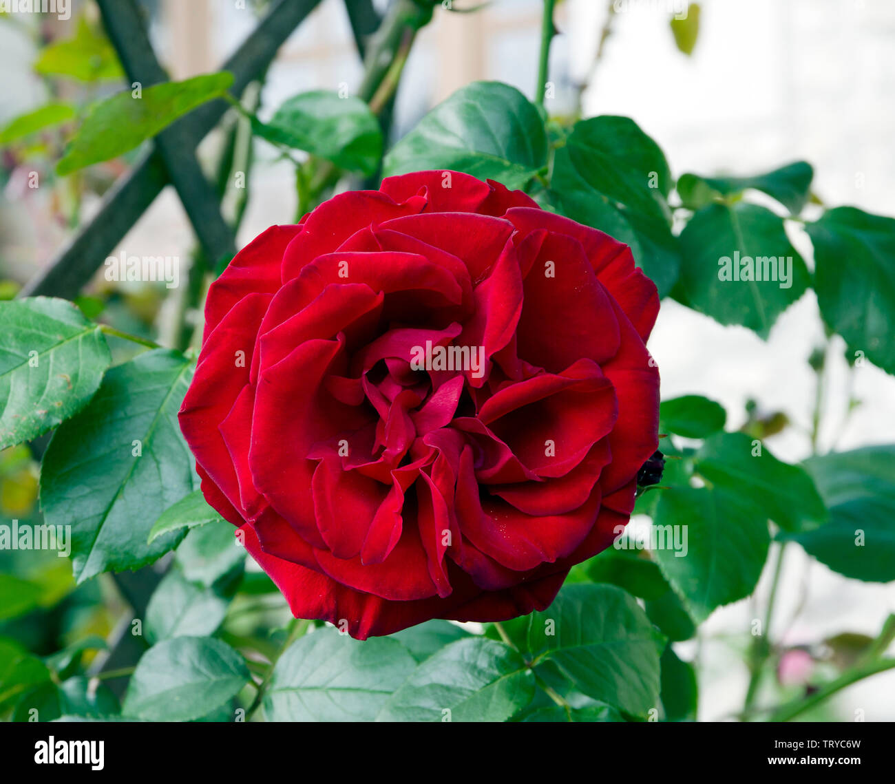 Rose Dublin Bay Stock Photo - Alamy