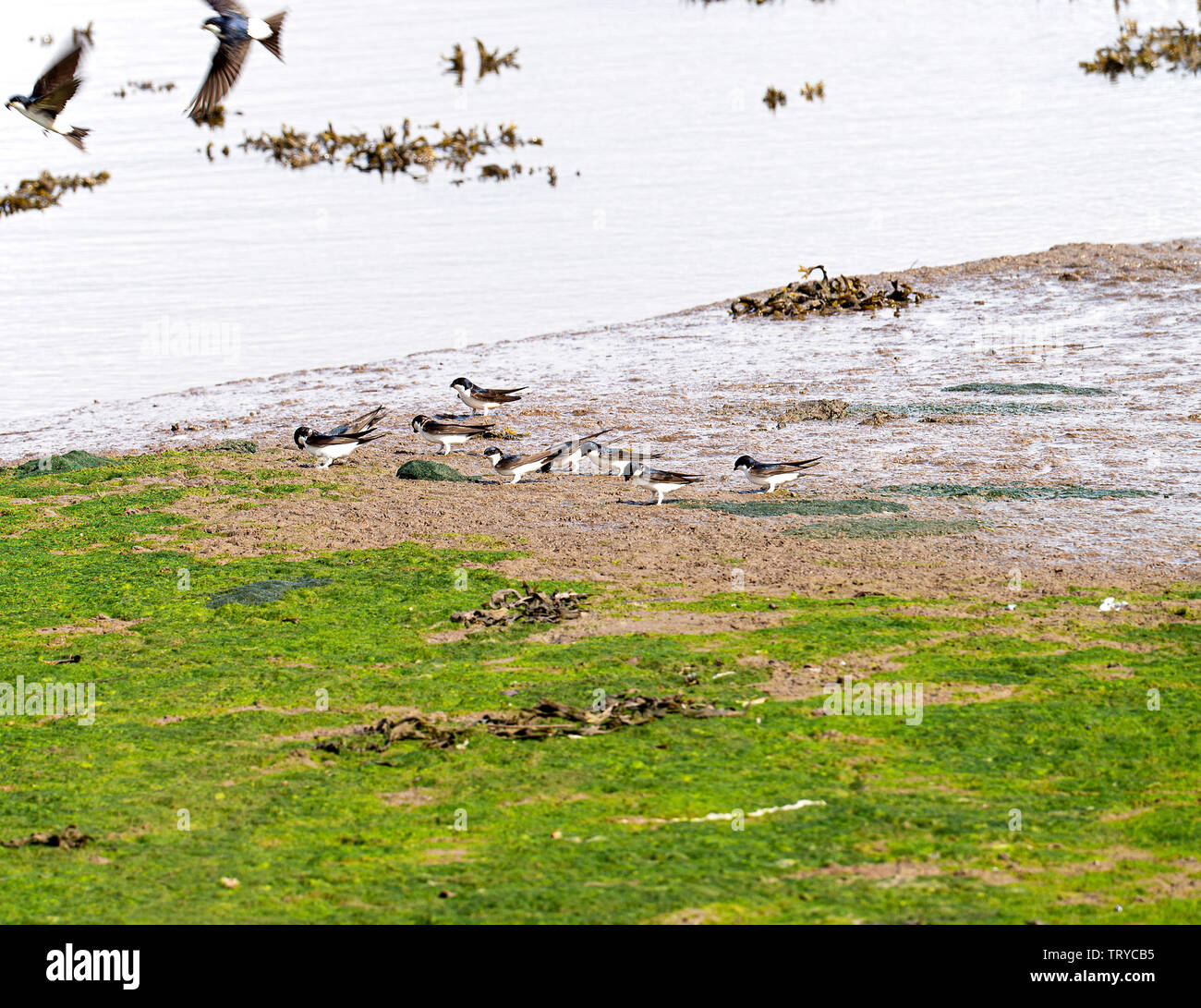 House Martins Collecting Mud for Nest Building on Mudflat in Budle Bay ...