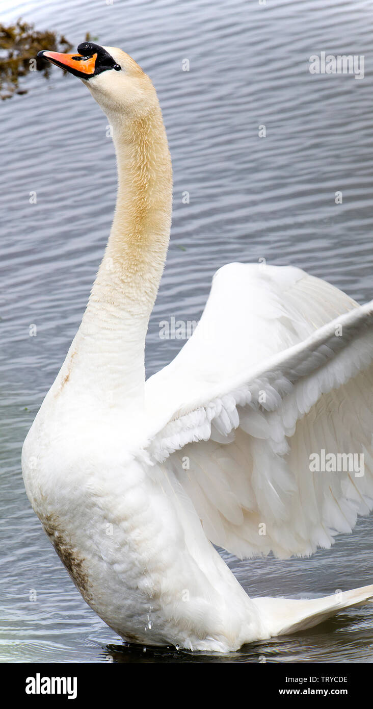 Neck curved in while preening hi-res stock photography and images - Alamy