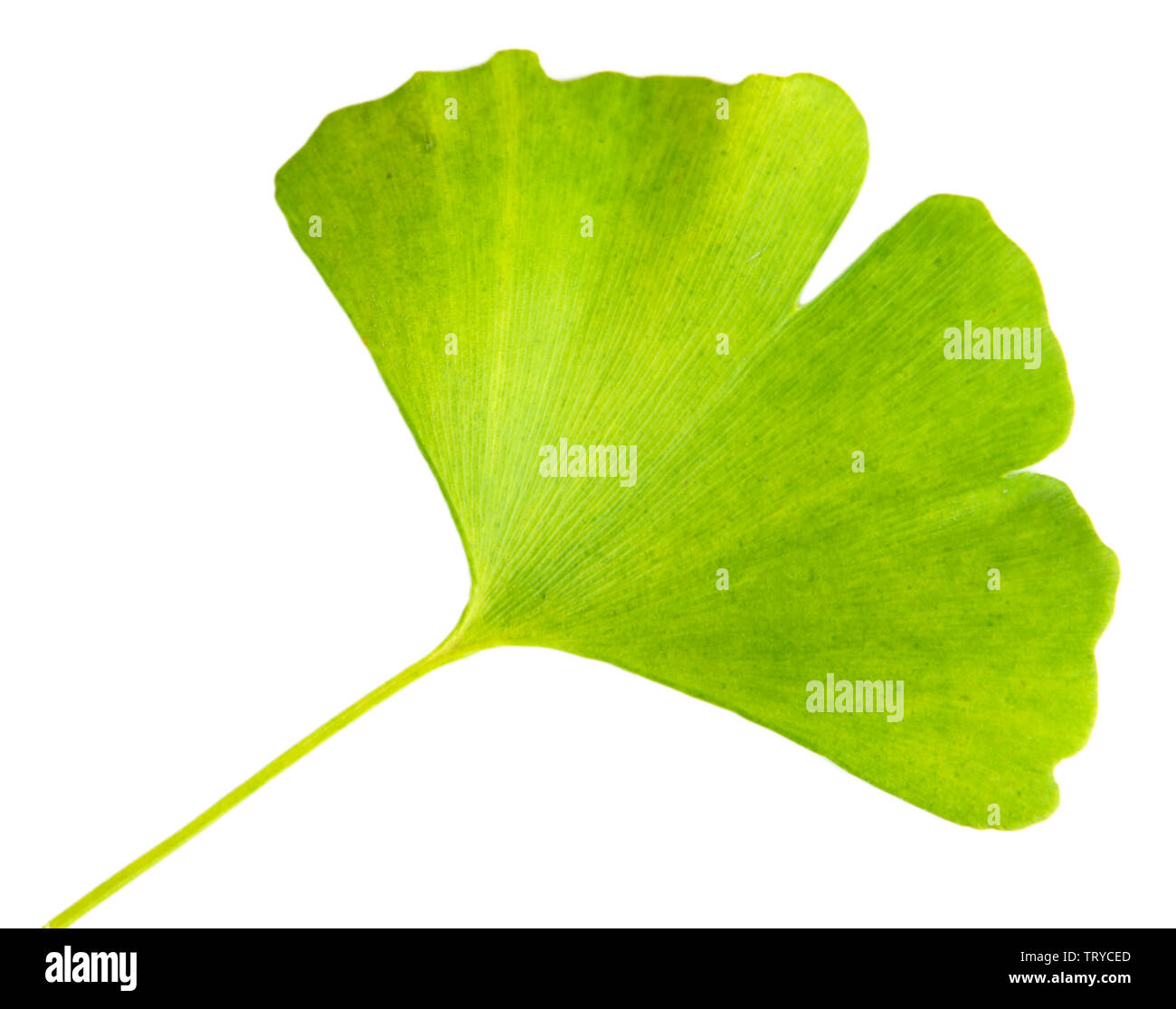 Ginkgo biloba leaf isolated on white Stock Photo - Alamy