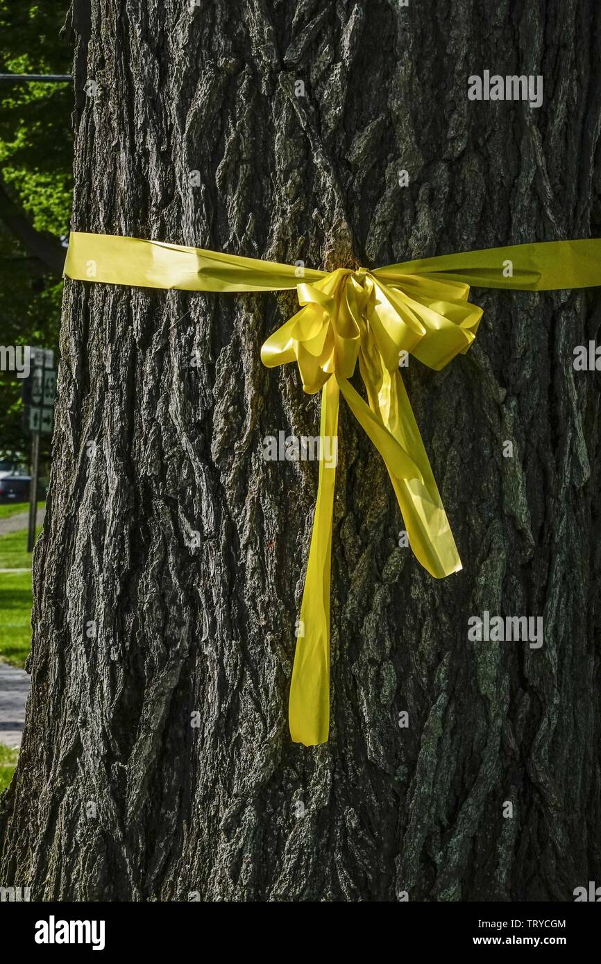 Yellow ribbon around tree hi-res stock photography and images - Alamy