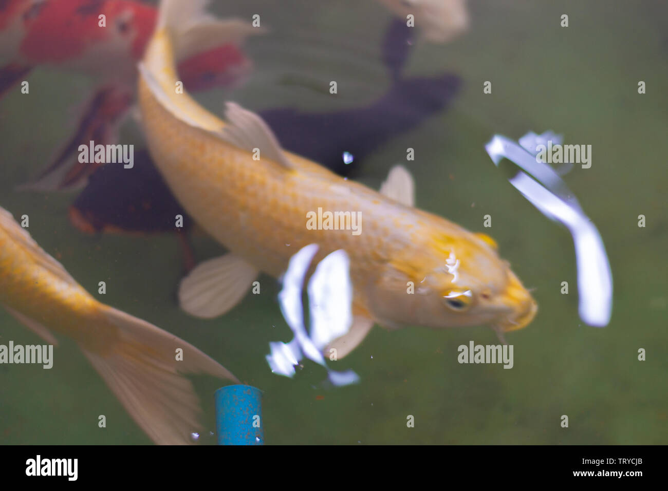 koi fish in the artificil pond in south east asia Stock Photo - Alamy