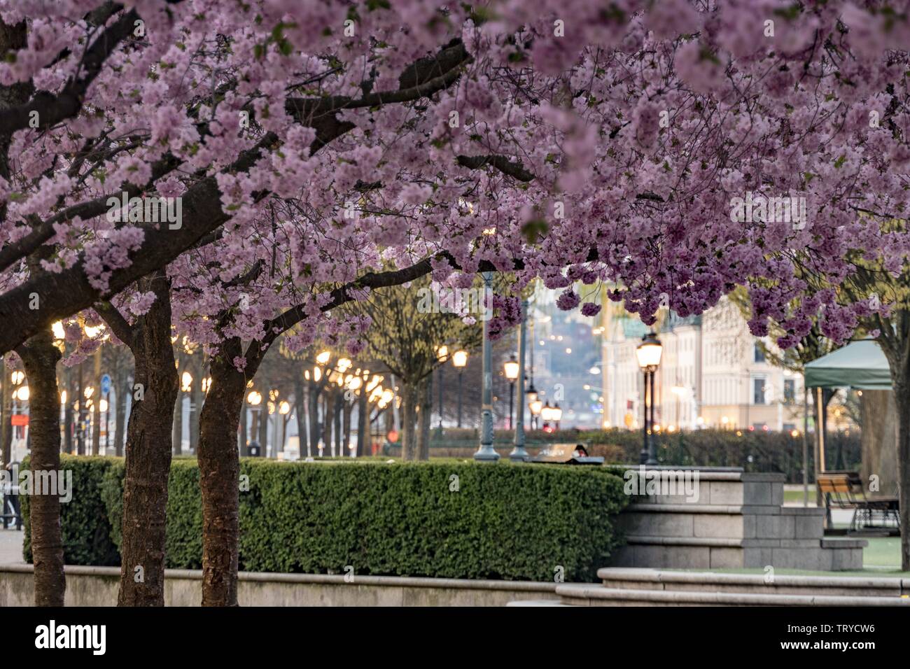 Stockholm, Sweden The cherry blossoms in the Kungstradgarden park, or ...