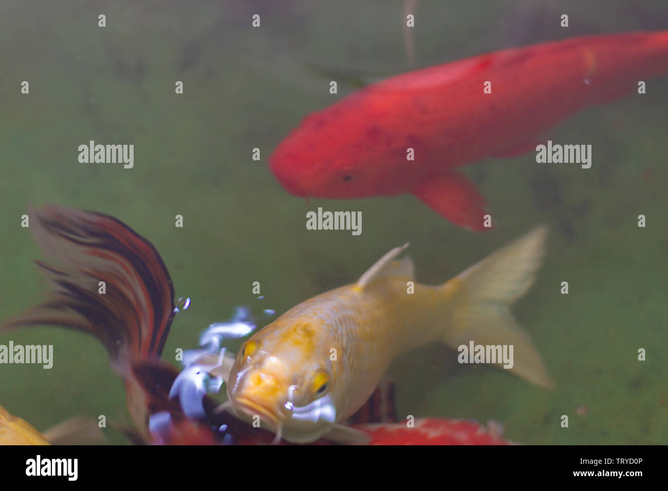 Koi pond pool hi-res stock photography and images - Alamy