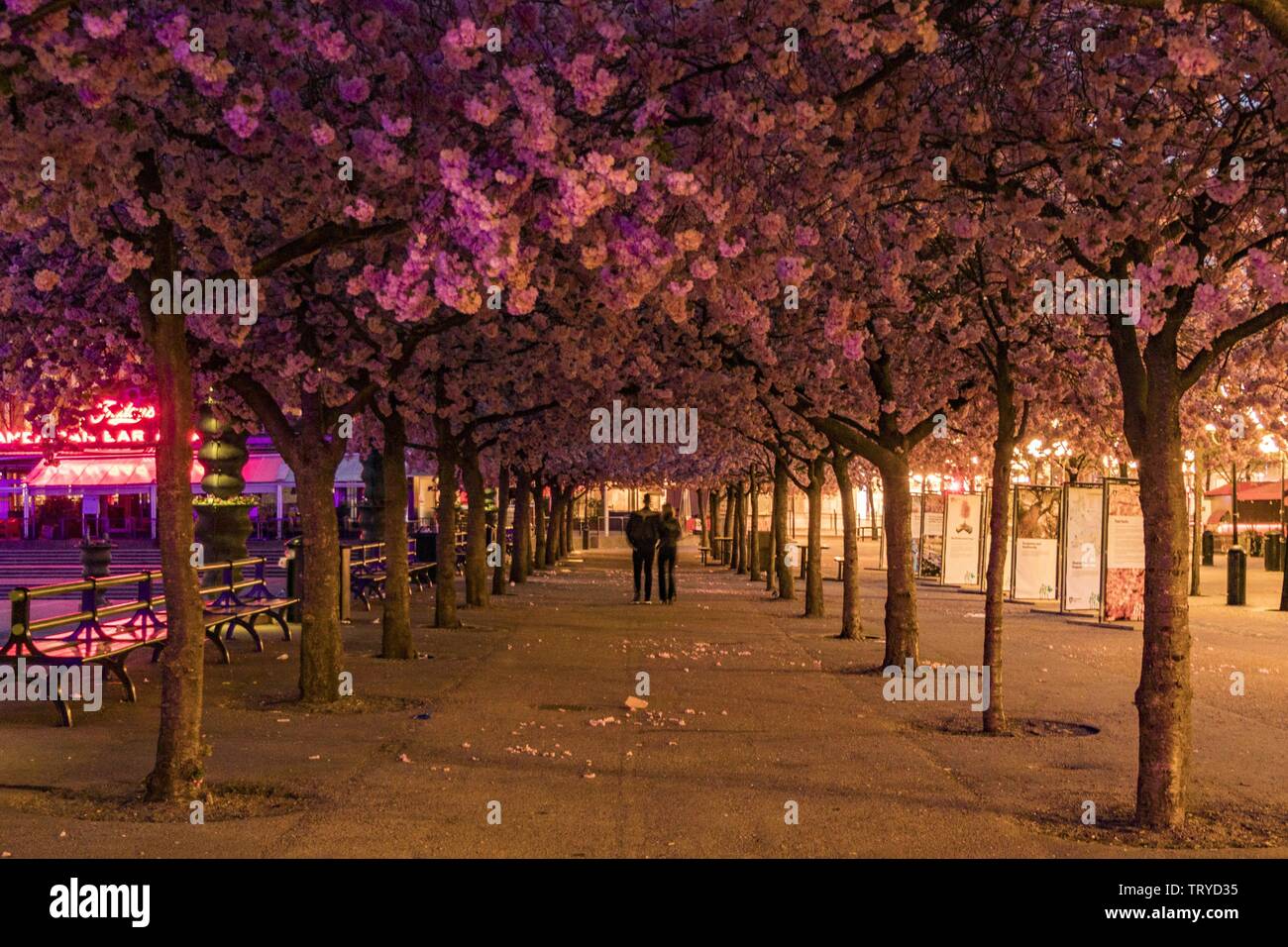 Stockholm, Sweden The cherry blossoms in the Kungstradgarden park, or ...
