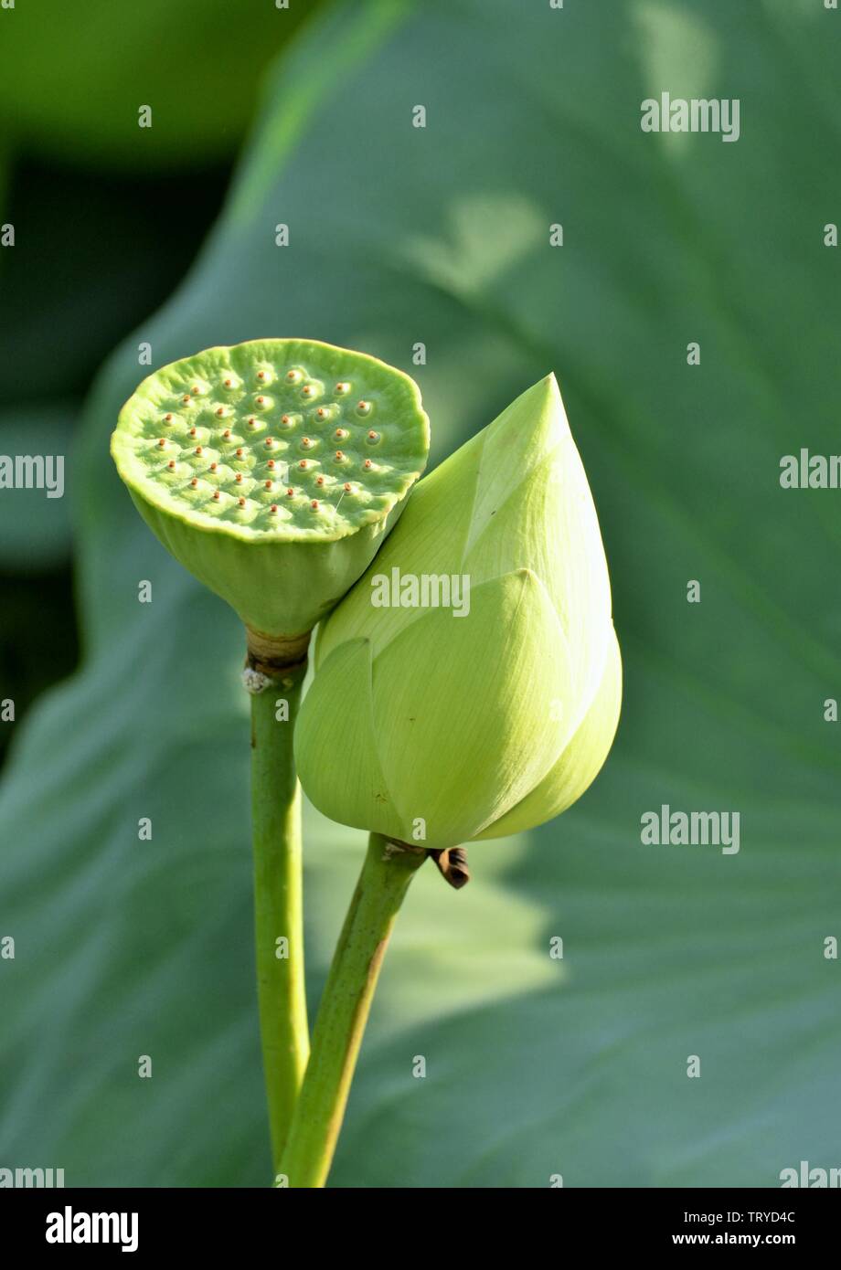 Foreign colors and lotus flowers of plants hi-res stock photography and ...