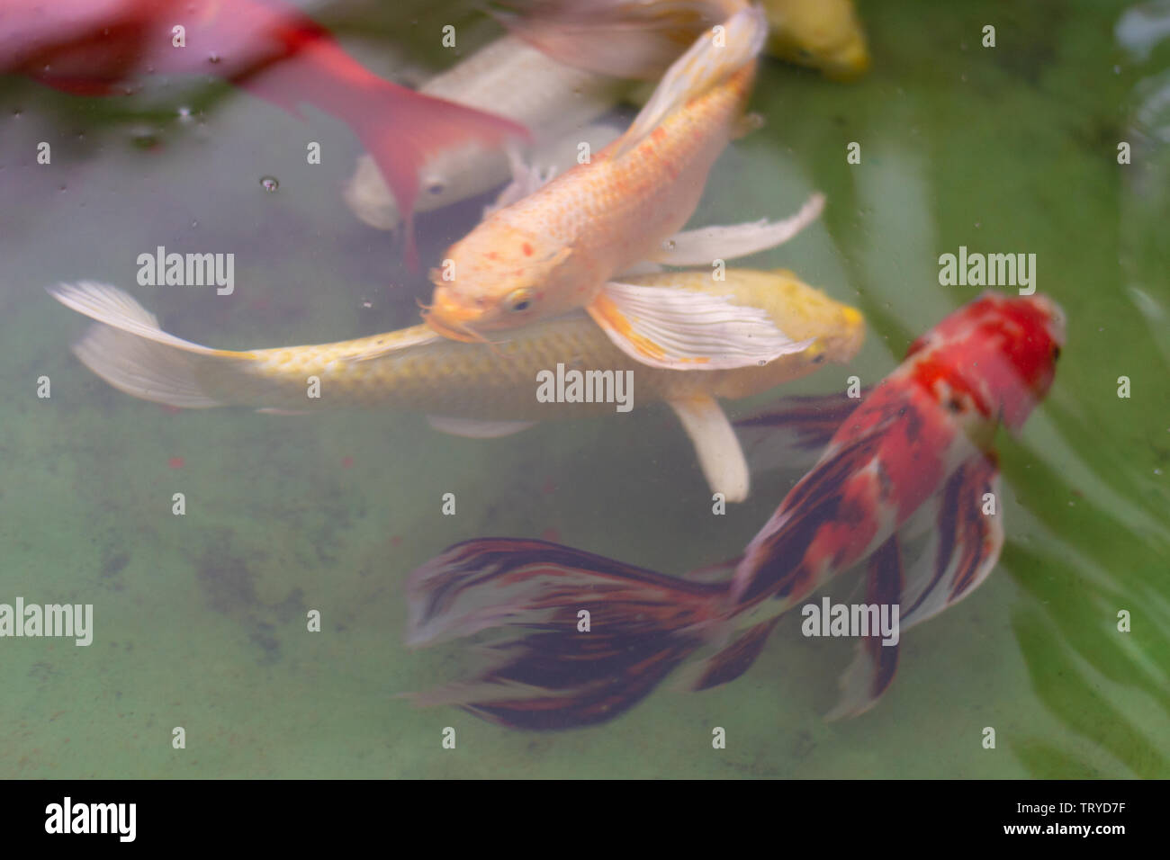 koi fish in the artificil pond in south east asia Stock Photo - Alamy