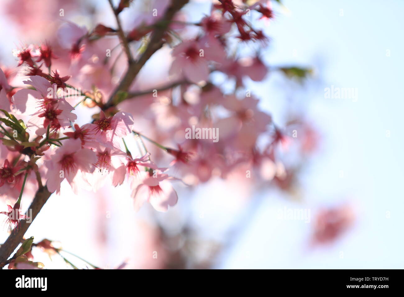 Spring cherry blossoms Stock Photo - Alamy