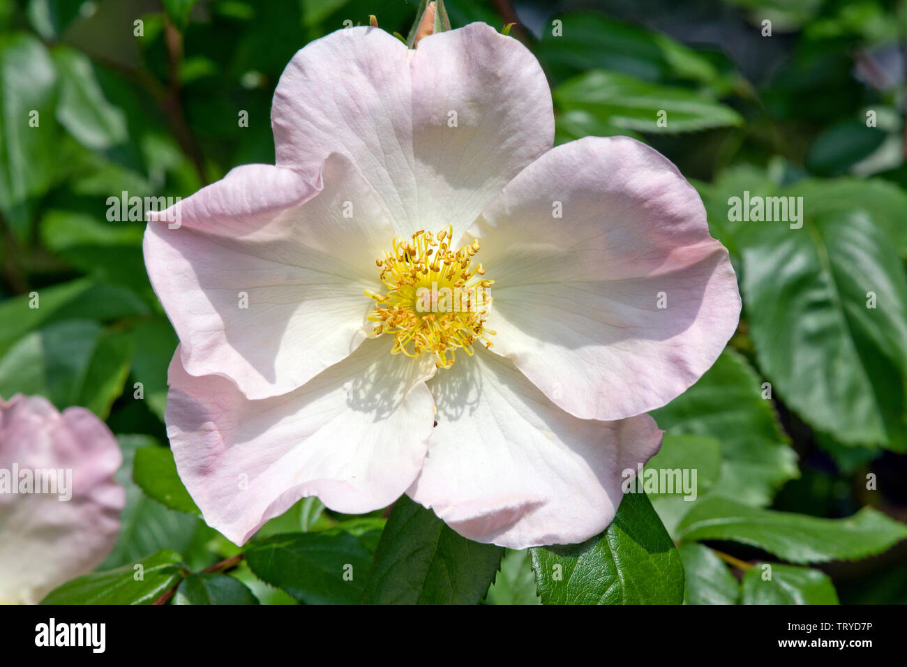 Semi double bloom rose hi-res stock photography and images - Alamy