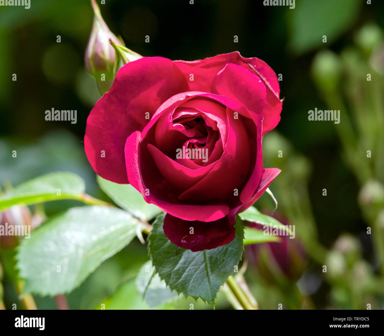 Large rose flower hi-res stock photography and images - Alamy