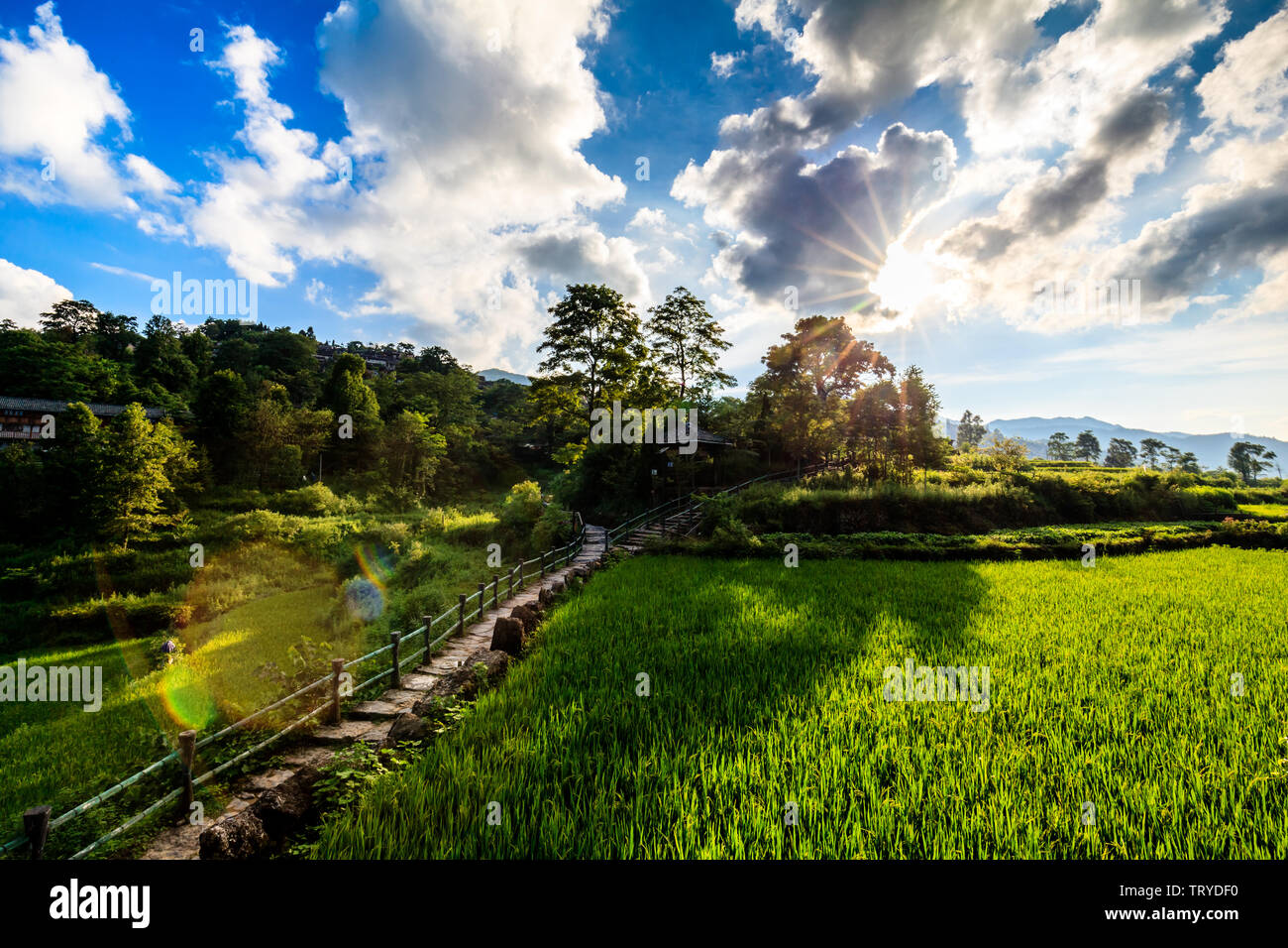 Nangang pai hi-res stock photography and images - Alamy