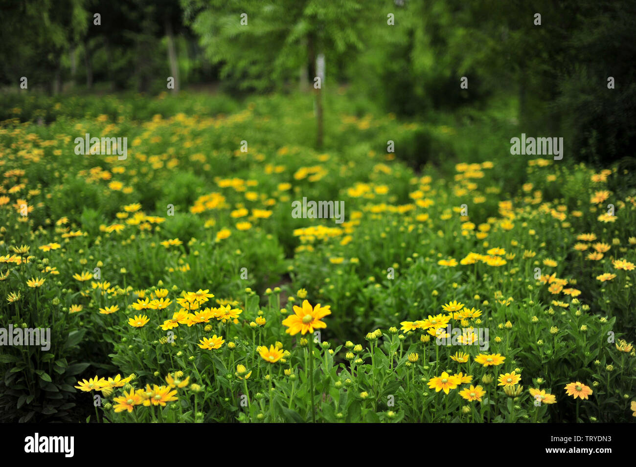 Spring forest flowers and plants picture Stock Photo - Alamy