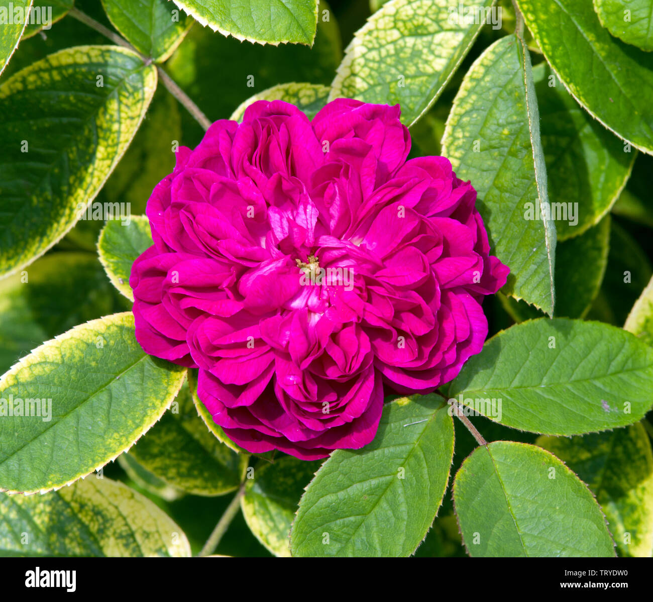 Rosa 'de Rescht' Stock Photo - Alamy