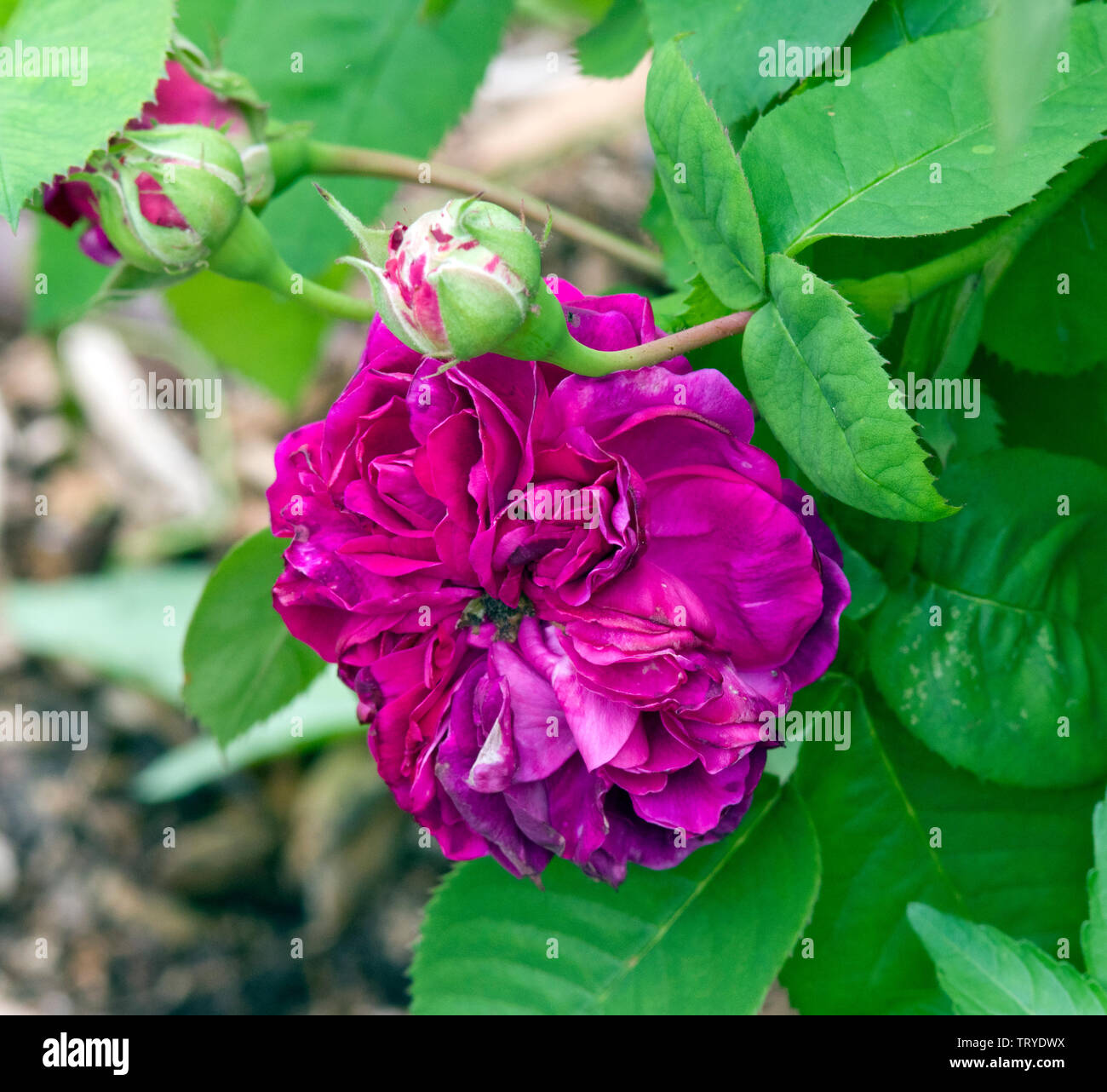 Rose williams hi-res stock photography and images - Alamy