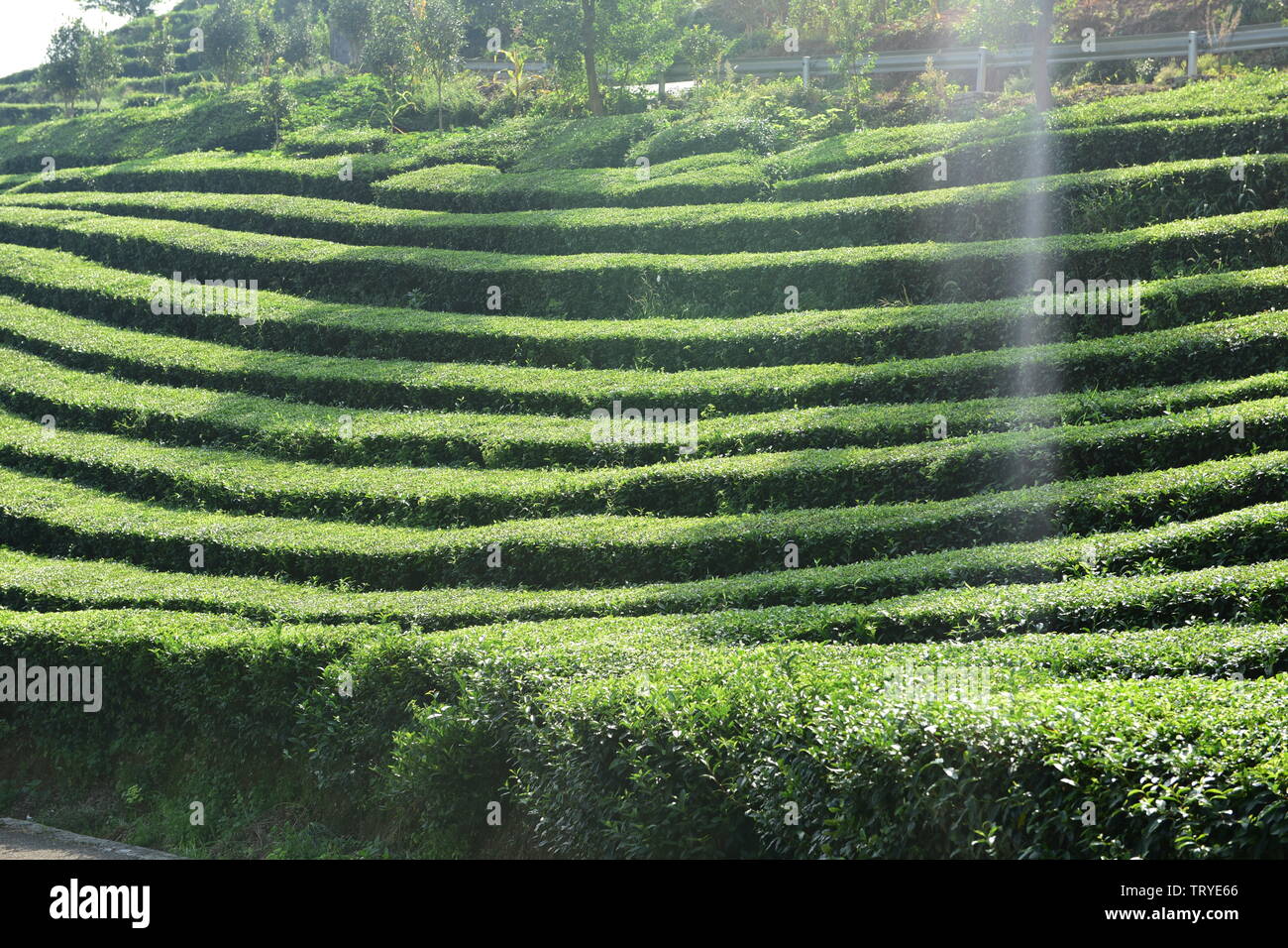 Tea garden scenery Stock Photo - Alamy