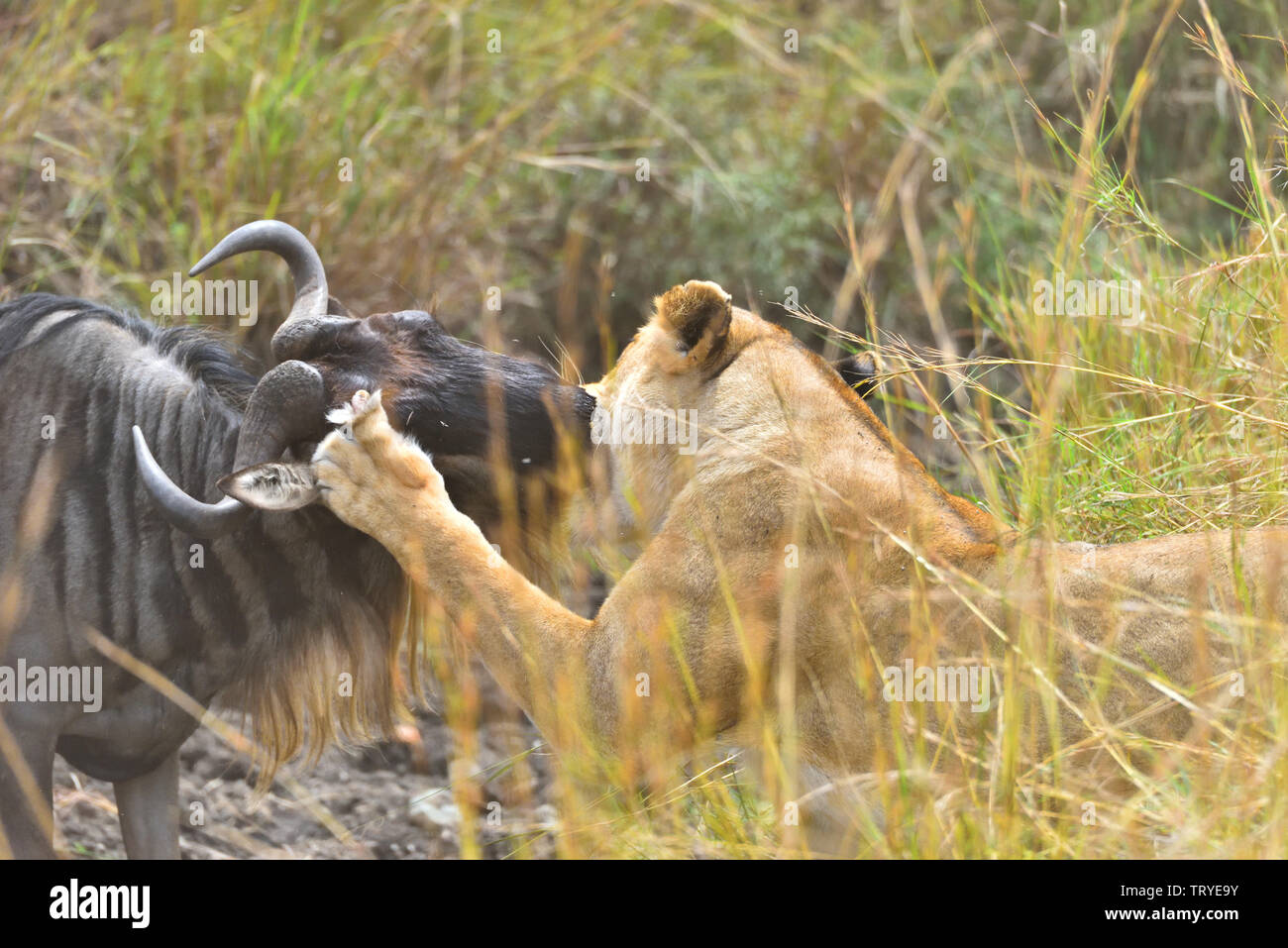 Lion hunts wildebeest, pictured in Masai Mara Stock Photo - Alamy