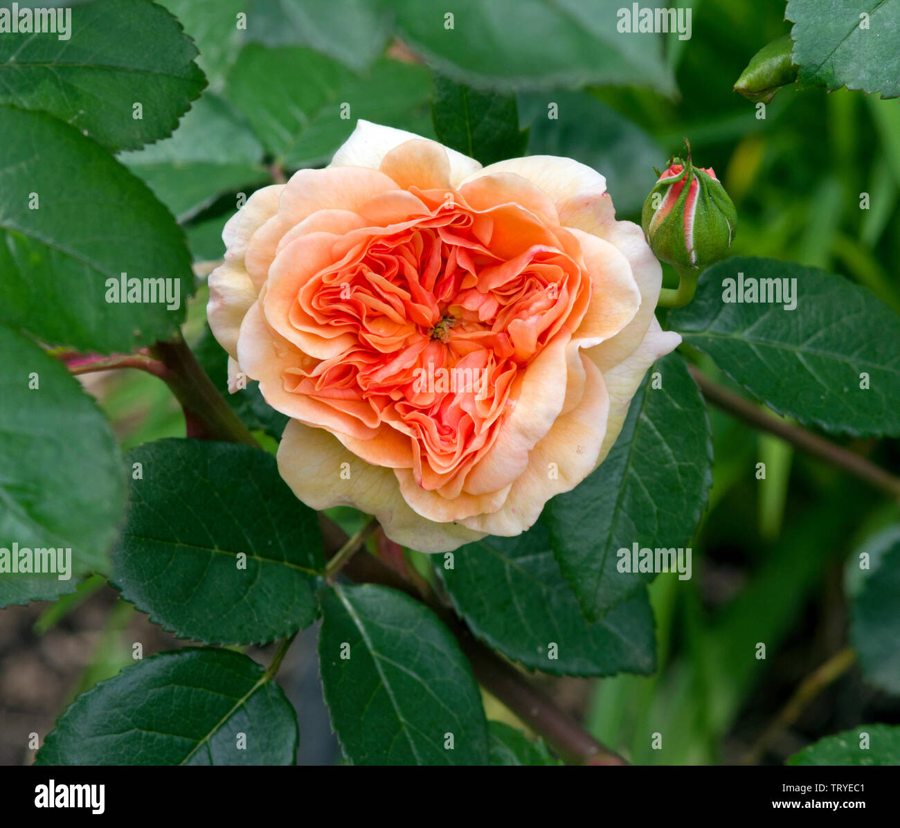 Rosa port sunlight hi-res stock photography and images - Alamy
