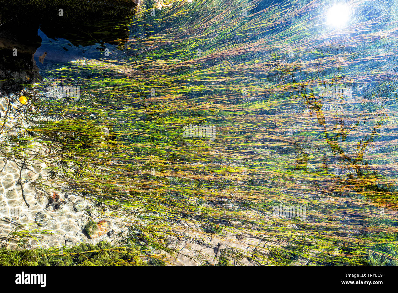 The ripples of green grass in the water Stock Photo - Alamy