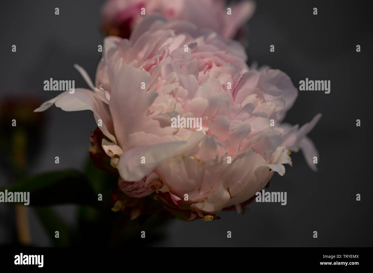 Peony family hi-res stock photography and images - Alamy