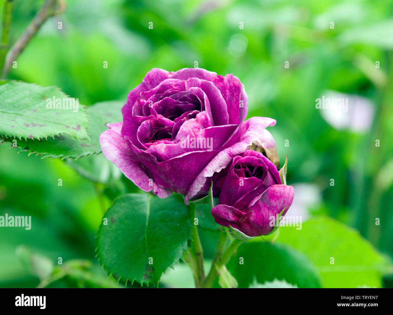 Minerva rose hi-res stock photography and images - Alamy