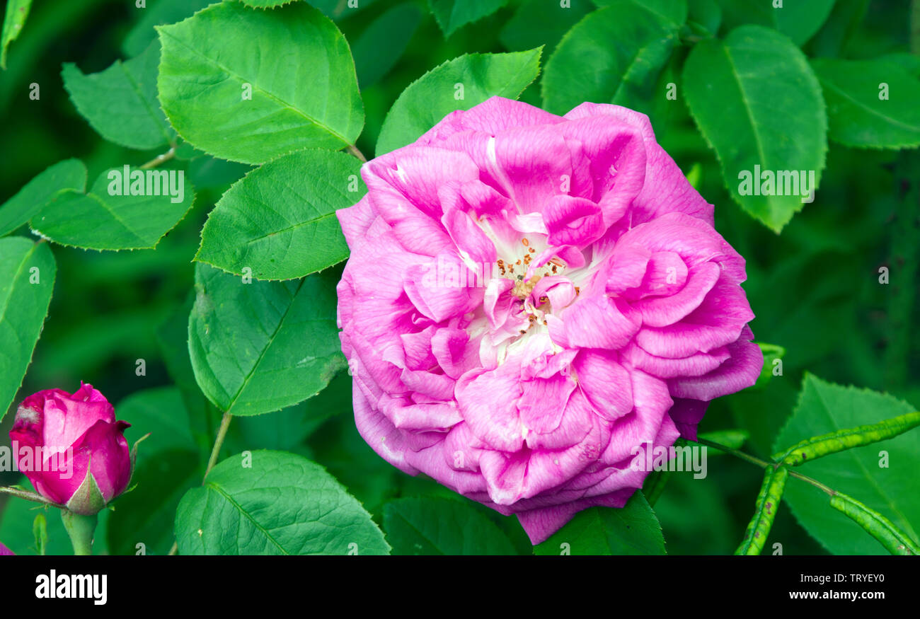 Rose flower bloom hi-res stock photography and images - Alamy