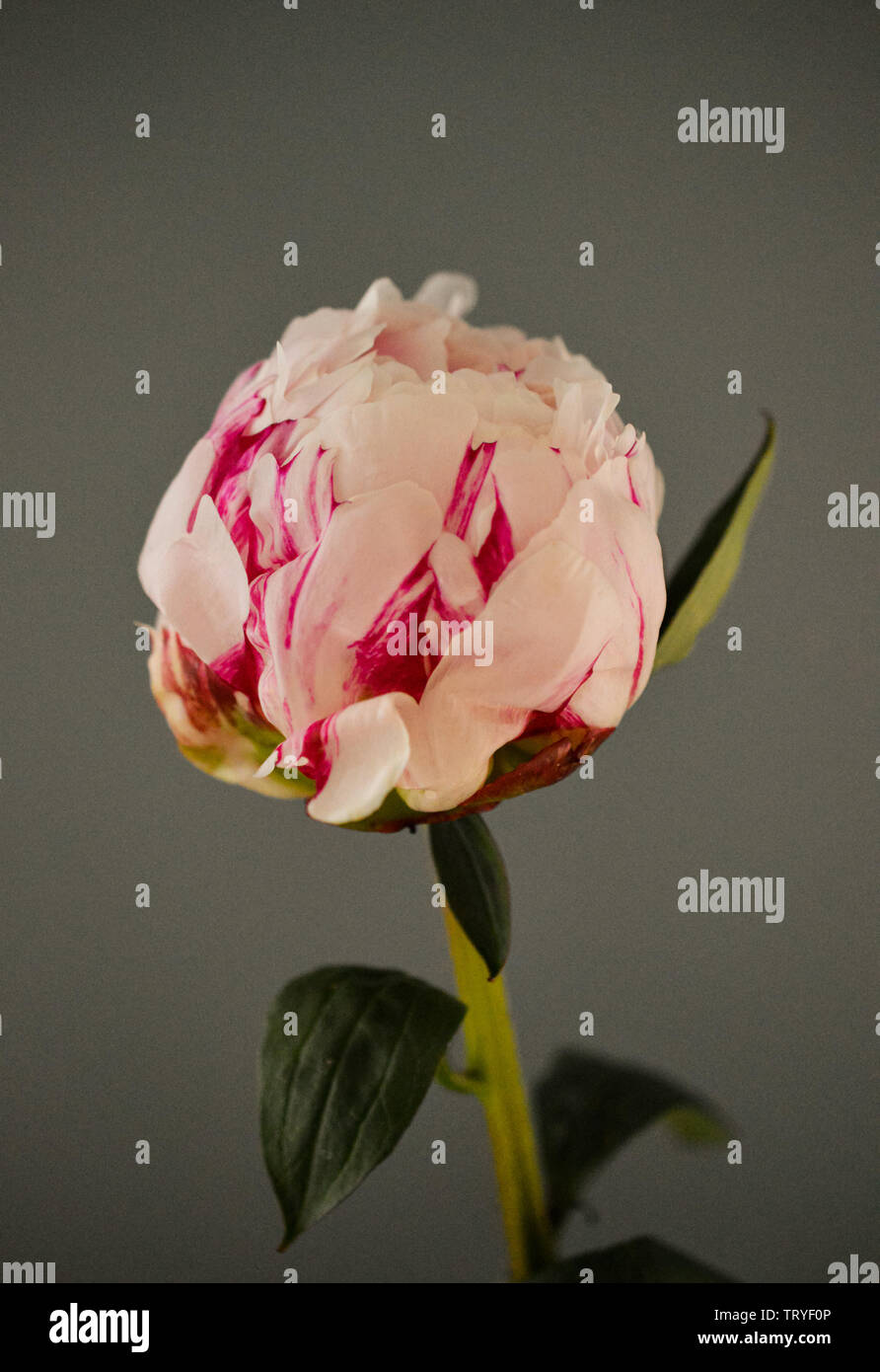 Paeoniaceae hi-res stock photography and images - Alamy