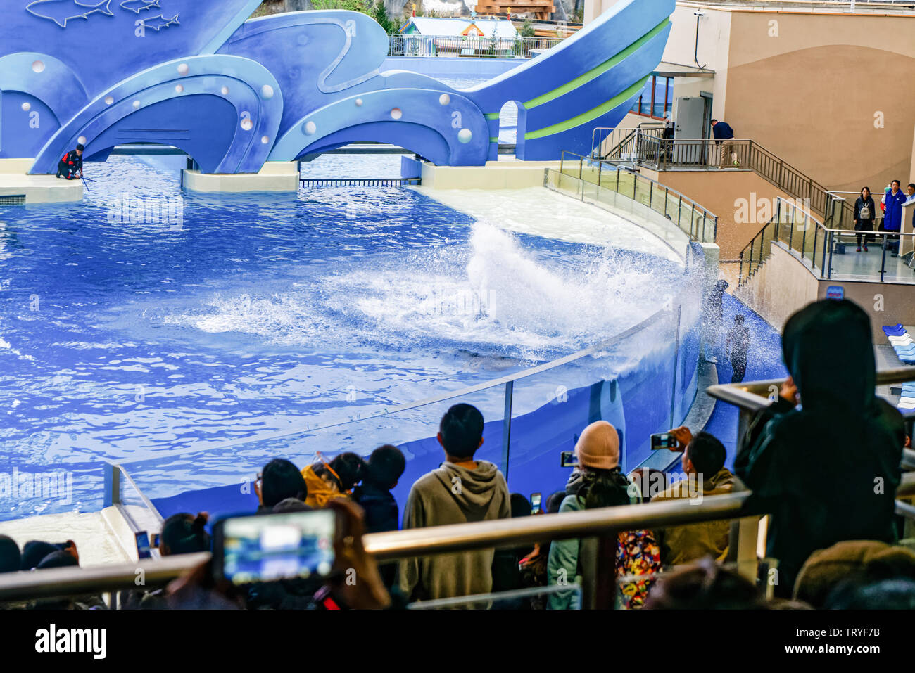 Haichang Ocean Park orca performance in Shanghai Stock Photo - Alamy