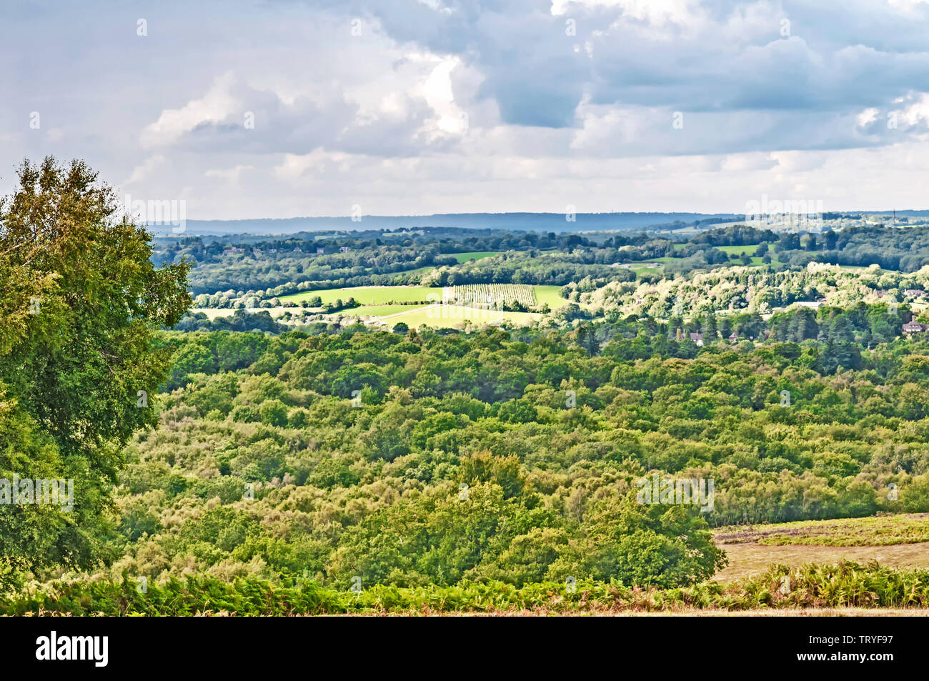 'the weald' forest hi-res stock photography and images - Alamy