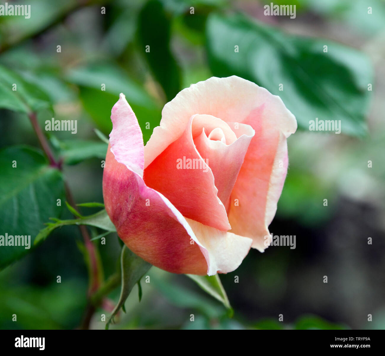 Coraline hi-res stock photography and images - Alamy